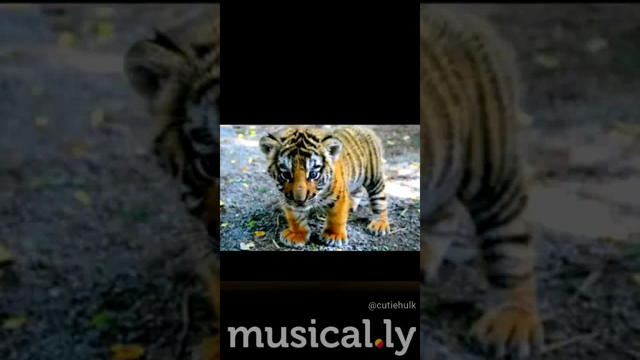 Moooooooooooooooooooooooooooooooooooooooooooooooooooooooooooooooooooooo ...