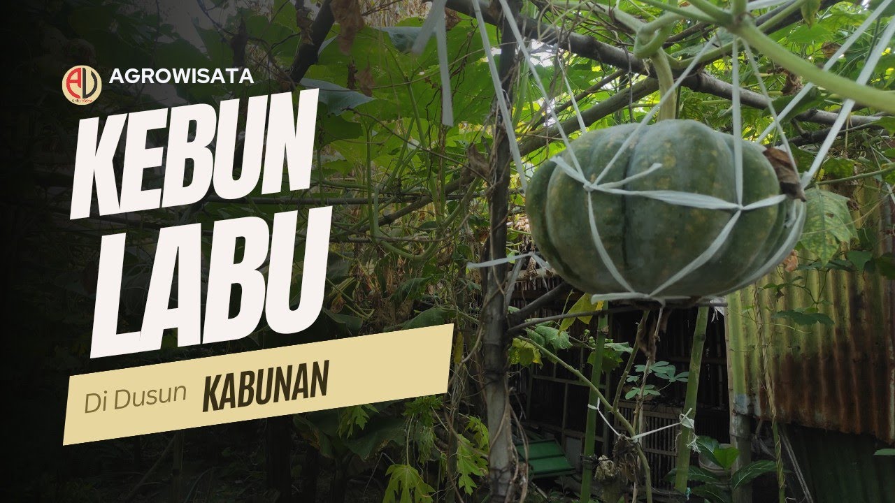 Agrowisata Kebun Labu di Kabunan - YouTube
