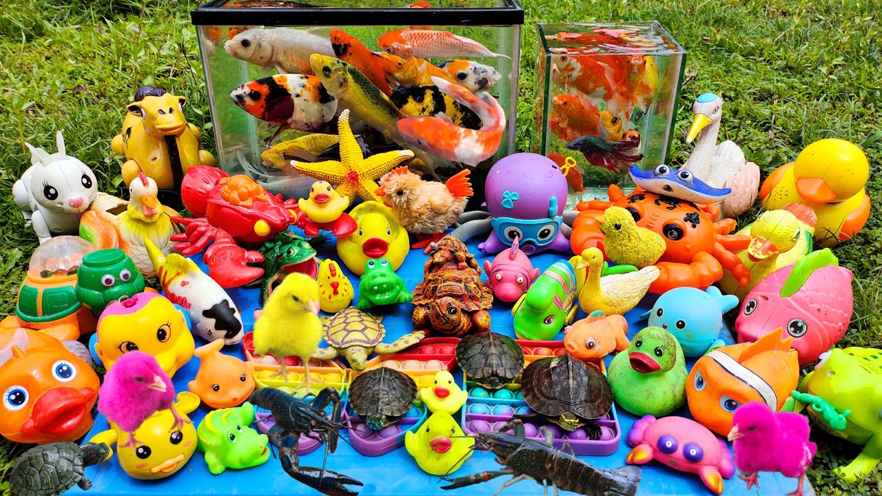 Fishing for Ornamental Fish in Puddles, Betta Fish, Lobsters, Turtles ...