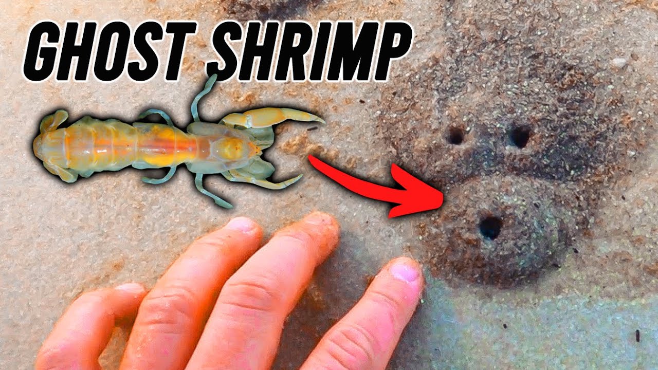 Look for this when catching Ghost Shrimp! - YouTube