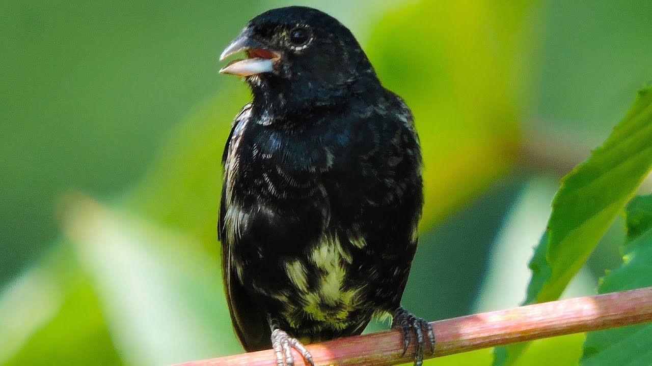 Tiziu Cantando muito na natureza para os amantes da espécie gravado ao ...