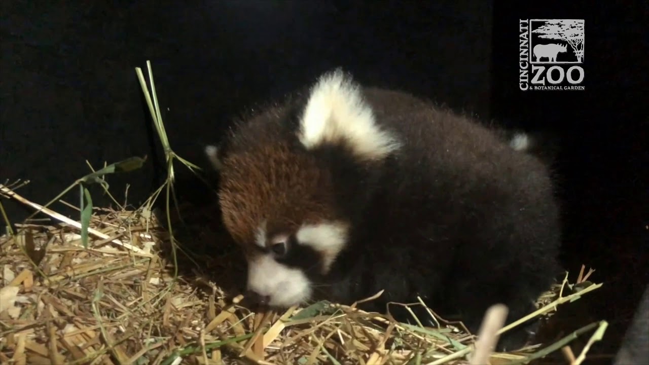 Two Red Panda Cubs - Cincinnati Zoo - YouTube