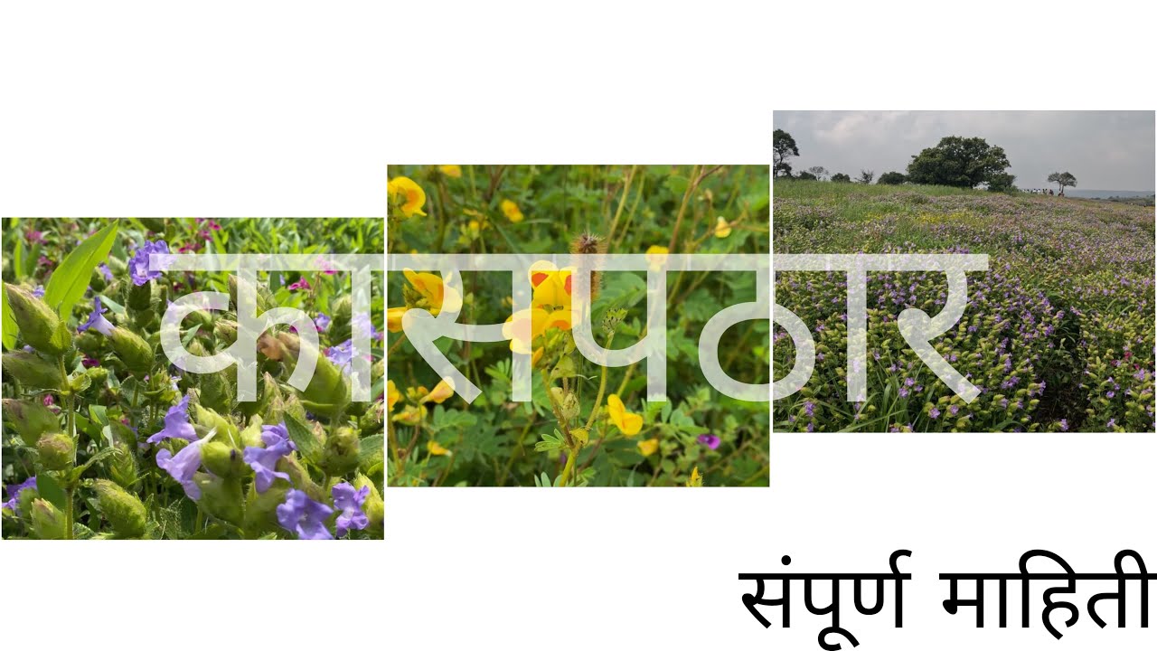 [Marathi]-कास पठार-Valley of Flowers 🌷-Kaas Pathar(Plateau)-UNESCO ...