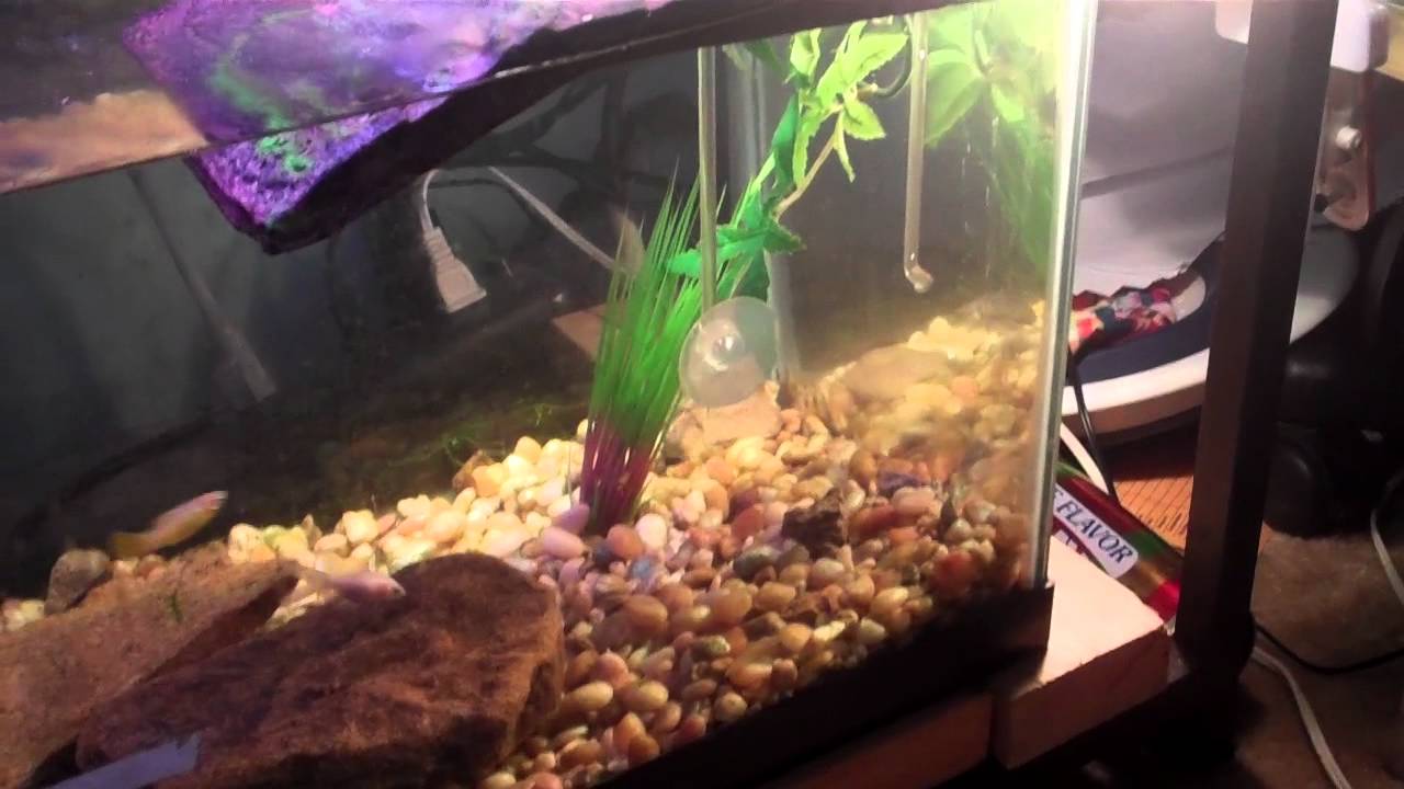 Turtle Room Update- Back from the reptile show & More soon to come 1-29 ...