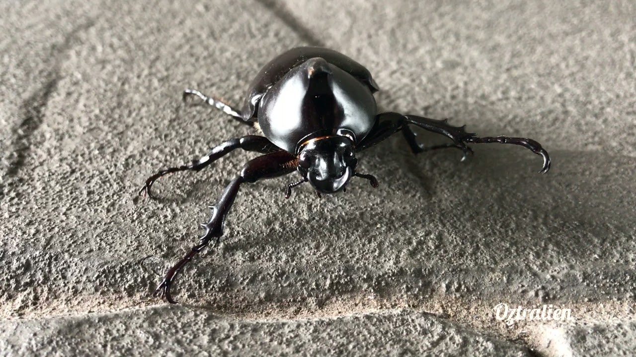 Big Hissing Beetle - YouTube