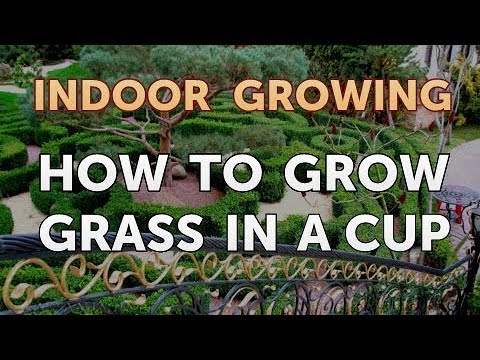How to Grow Grass in a Cup - YouTube