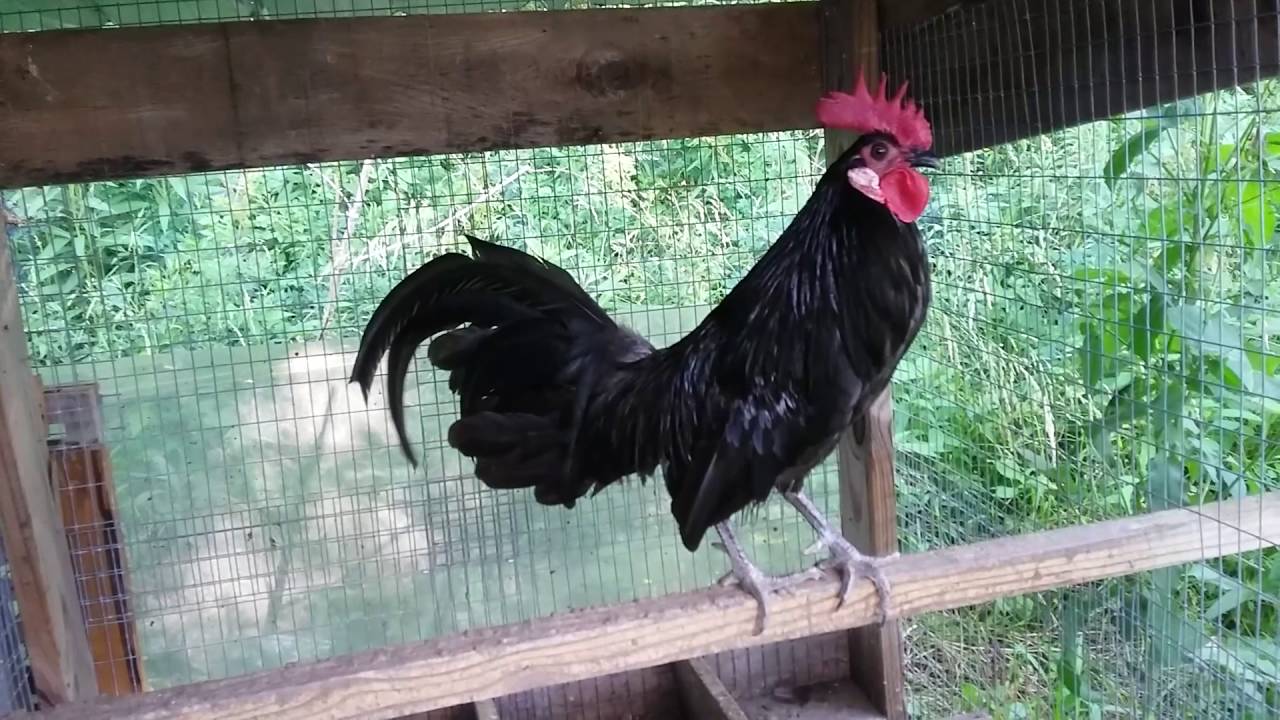 Sid Taylor Black Gamefowl