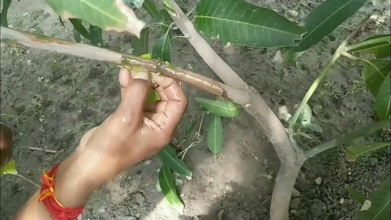mango tree air layering, mango tree grafting, mangotree colom cutting, alovera hormones easy ...