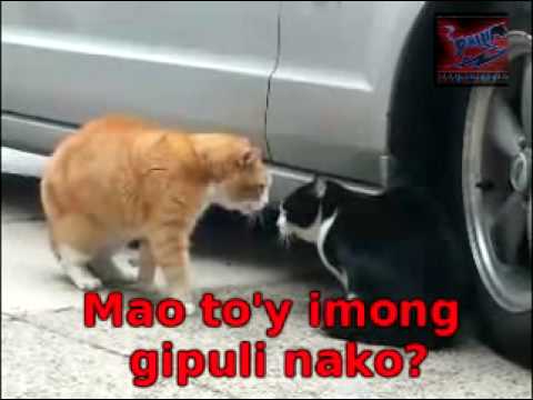 Talking Cats - Bisaya - YouTube