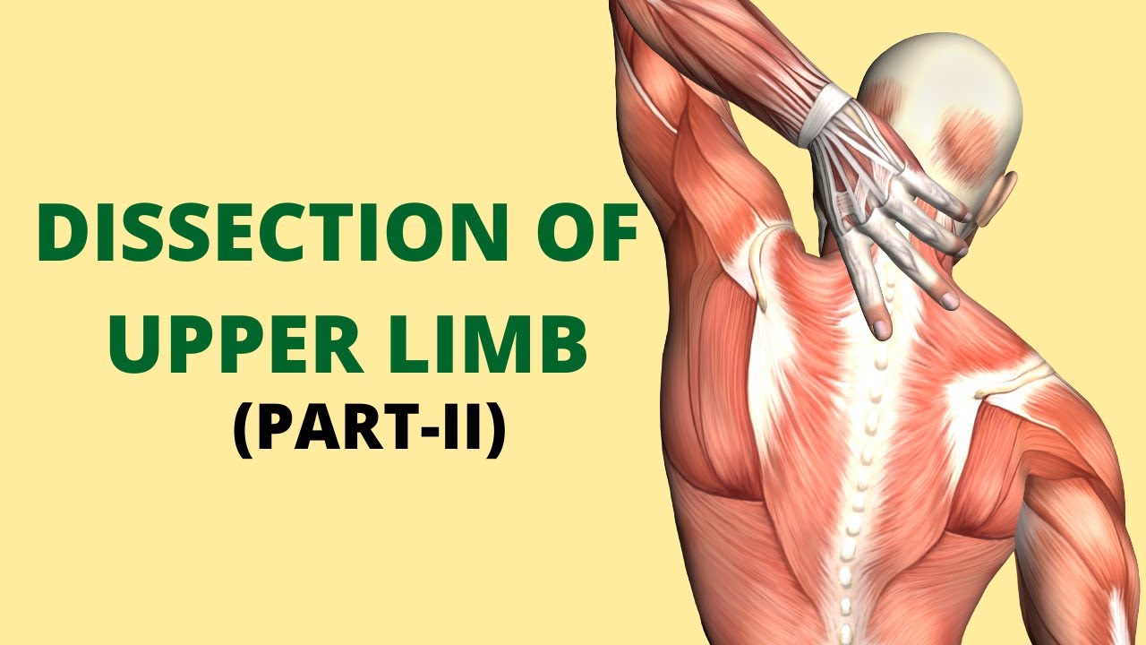 Dissection of Upper Limb (Part-II) | Anatomy Video | MedVids Planet ...