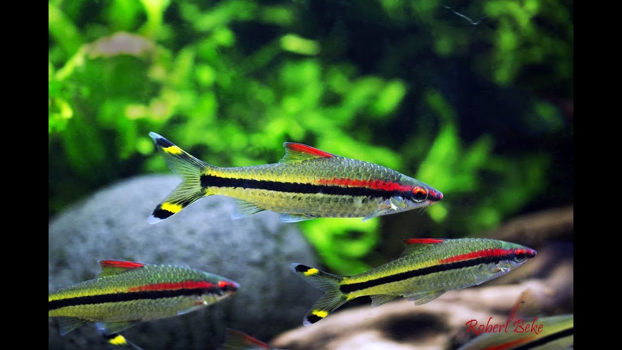 Miss Kerala / Denison Barb Mermaid The Aquatic Kingdom Mysore - YouTube