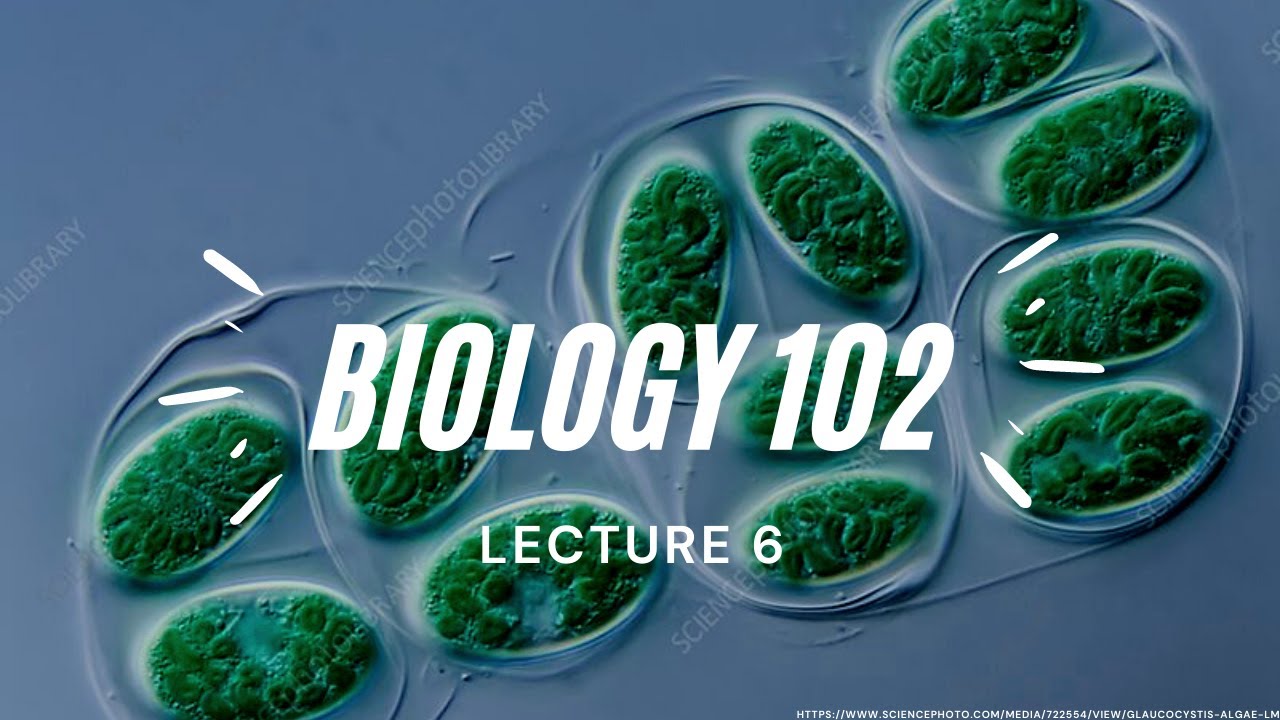 Lecture 6 Glaucophyta - YouTube