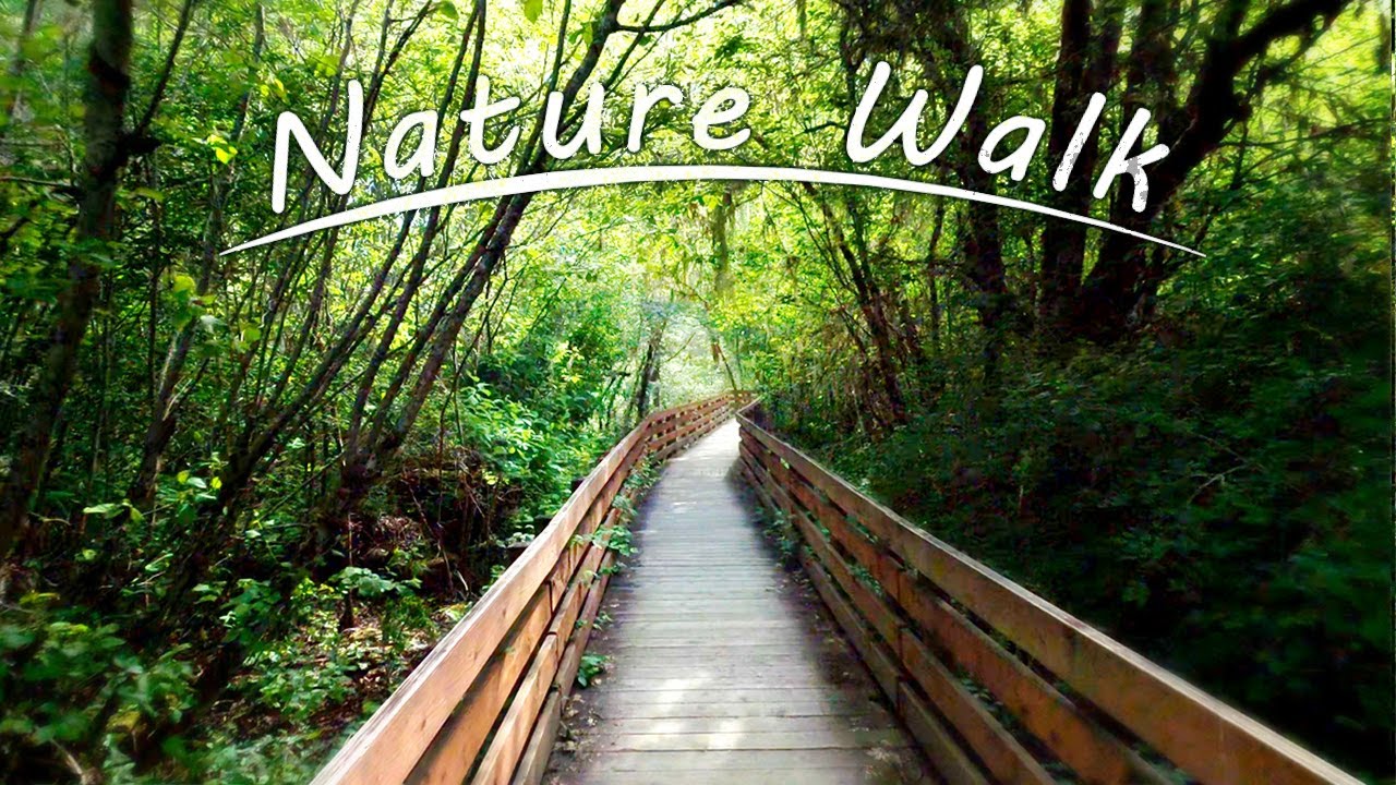 Forest Marsh Boardwalk | 4K Nature Walk | Oregon Forest | No Music ...