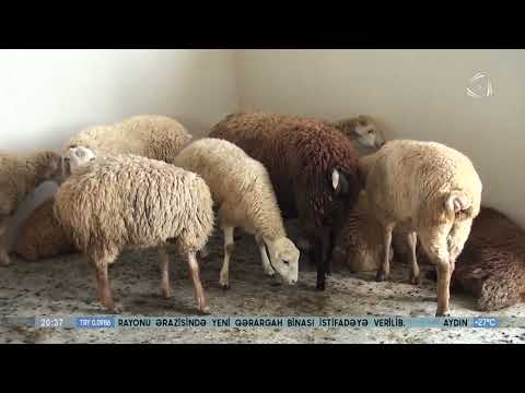 Ağdamda Qurban bayramı coşqusu: Yüzlərlə ailəyə bayram payı verilib