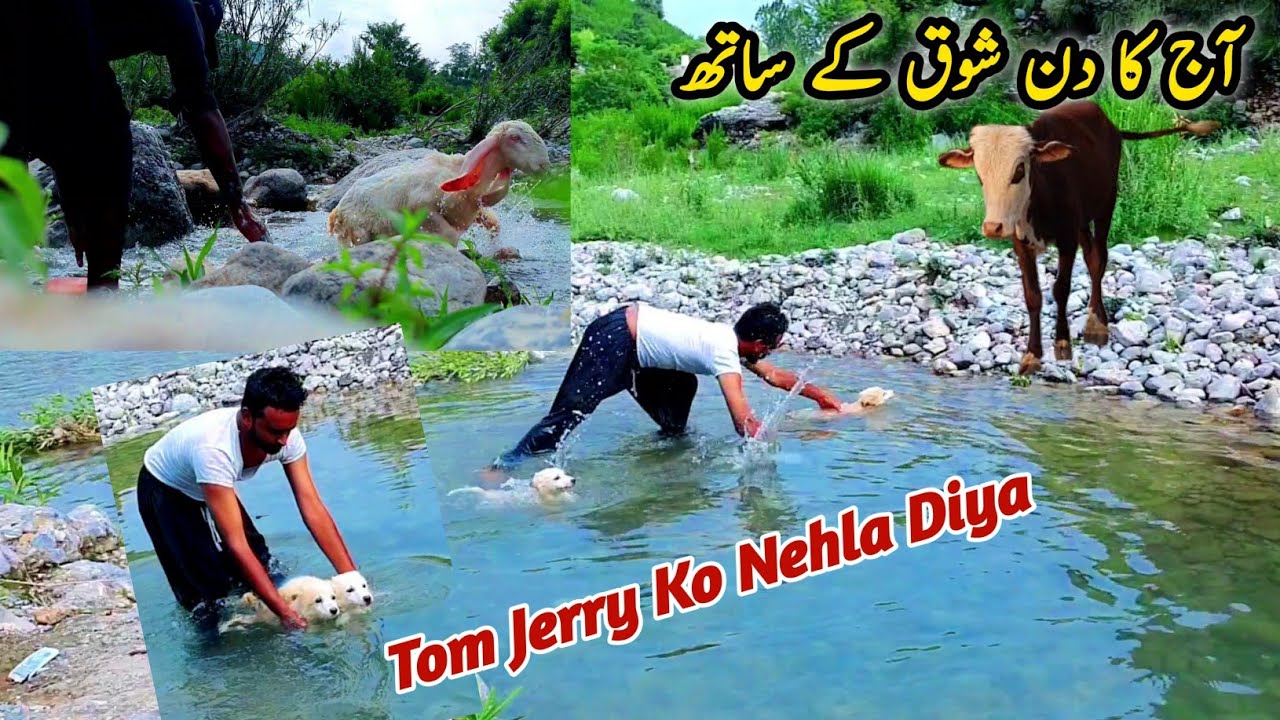 Tom Jerry Or Billy Ko Nehla Diya 😜 | MB Vlogs - YouTube