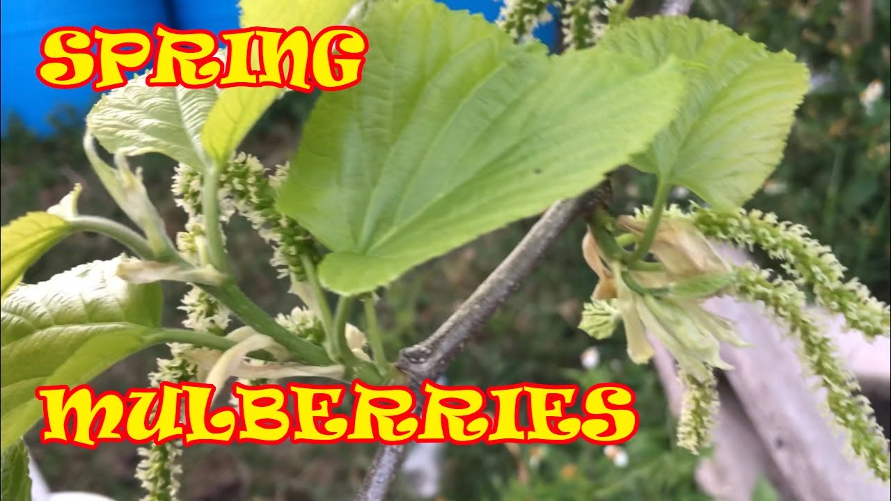 My Pakistani mulberry tree. - YouTube