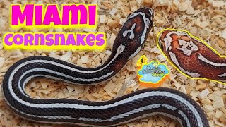 Miami Tessera Cornsnakes. Amazing babies from Nevada x Vegas pairing.
