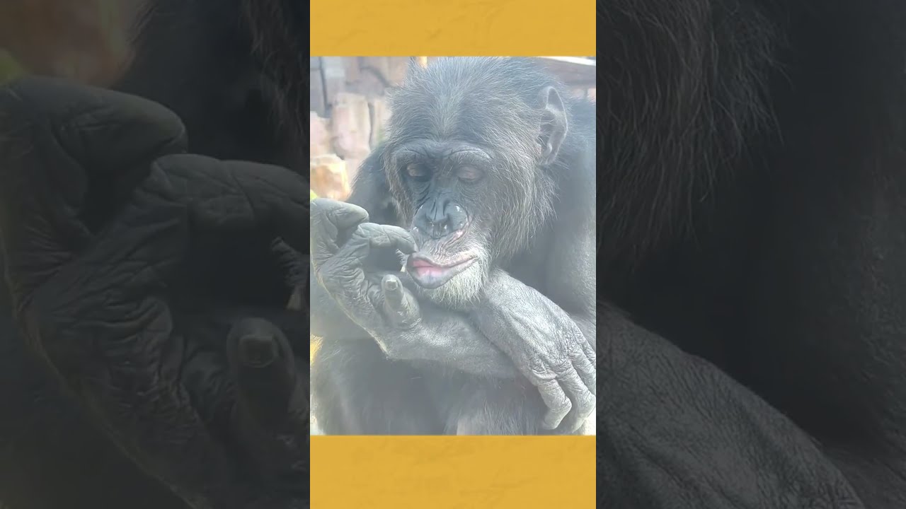 Chimpanzee| CuteChimpanzee|Chimpanzee picking his nose|Chimpanzee ...