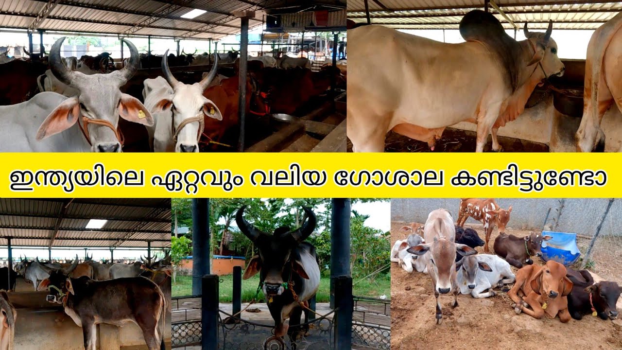 India's Biggest Gaushala|1000 ൽ അധികം നാടൻ പശുക്കളുടെ ഏറ്റവും വലിയ ...
