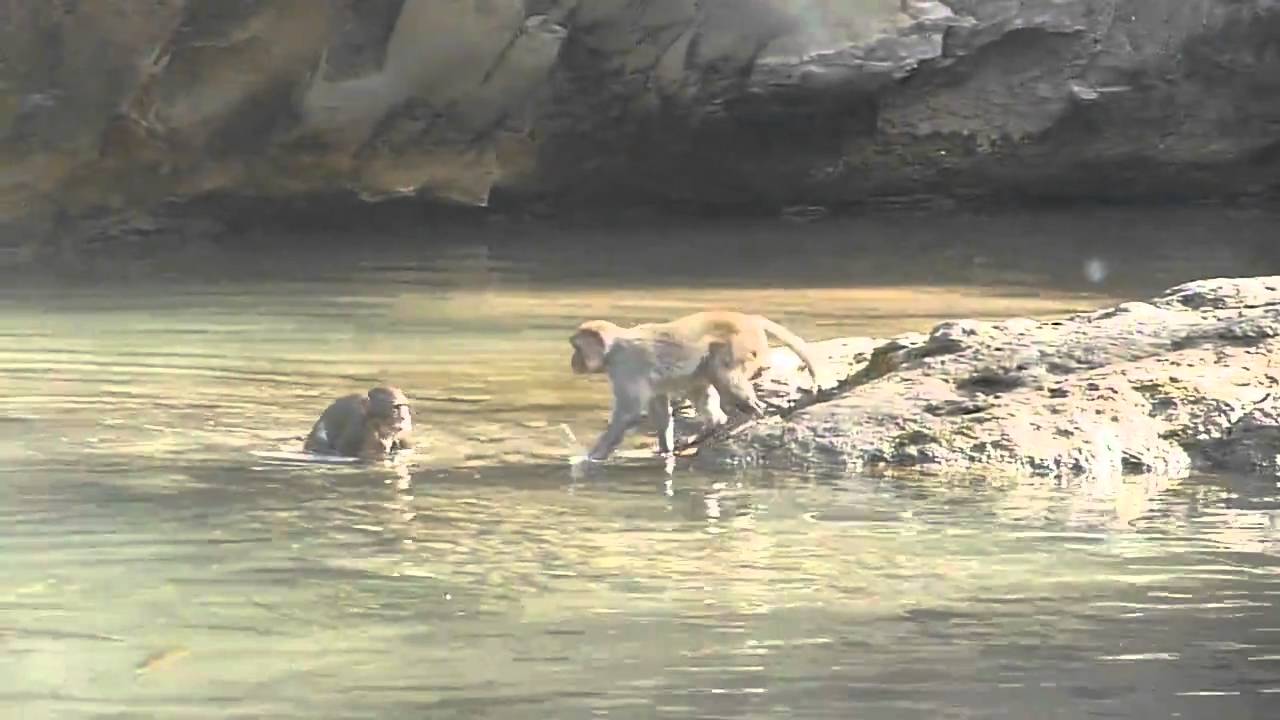 Monkey Swimming Underwater - YouTube