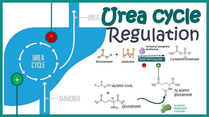 Urea Cycle Lehninger