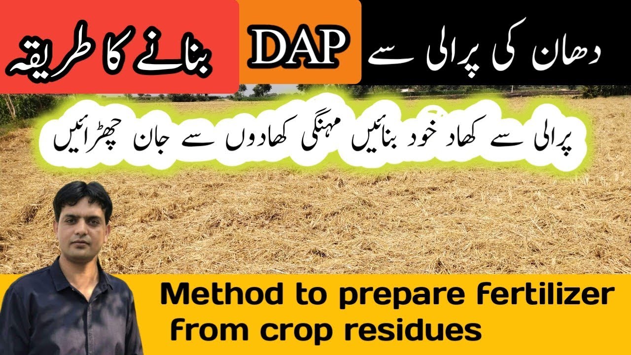 Prepare DAP from Rice straw | How to prepare fertilizer from crop ...