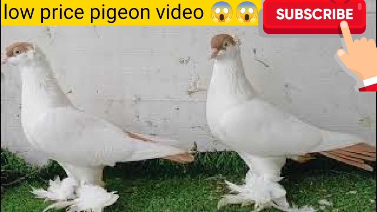 most beautiful 😍 pigeon video॥ hevi boot big size pigeon॥ content ...