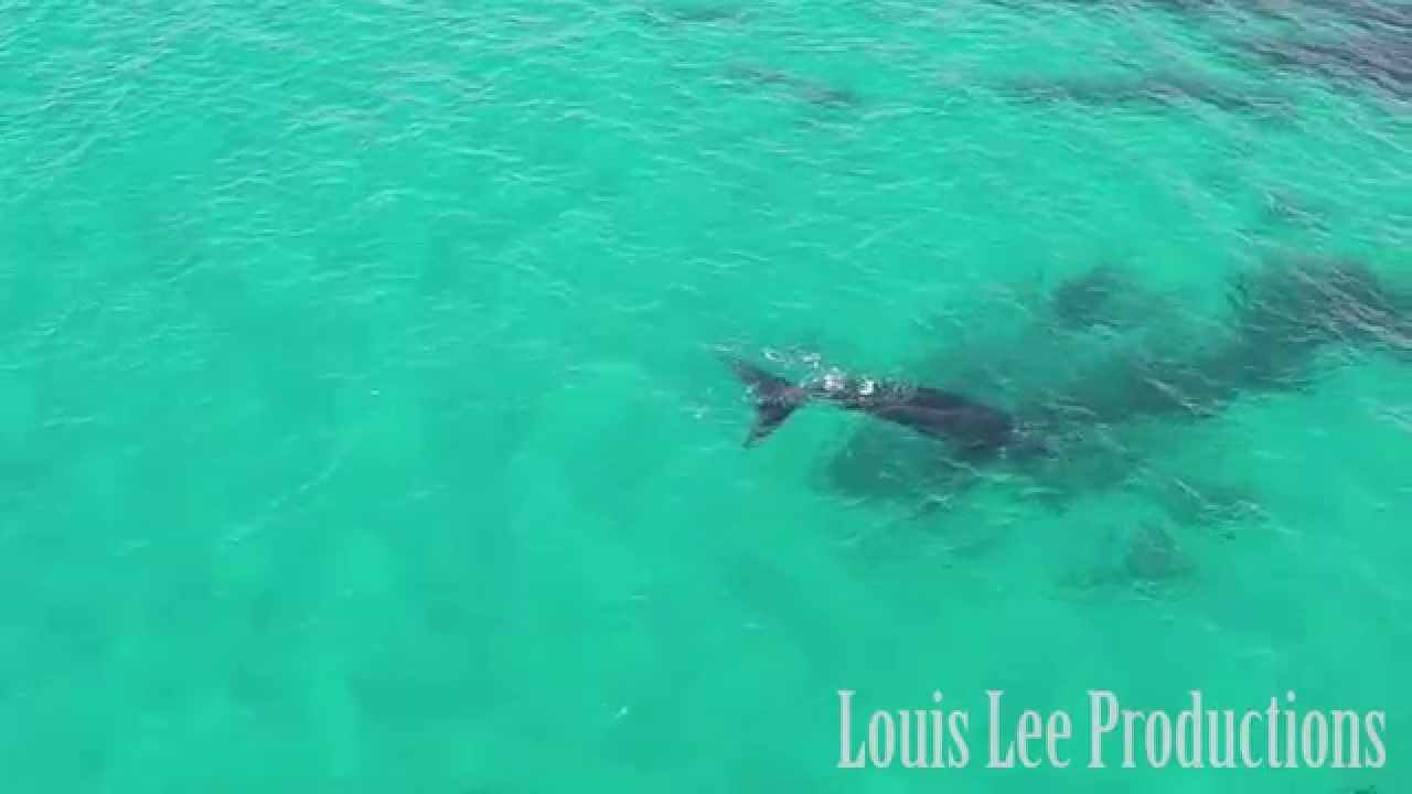 Southern Right Whales Aerial Footage at Point Ann in West Australia ...