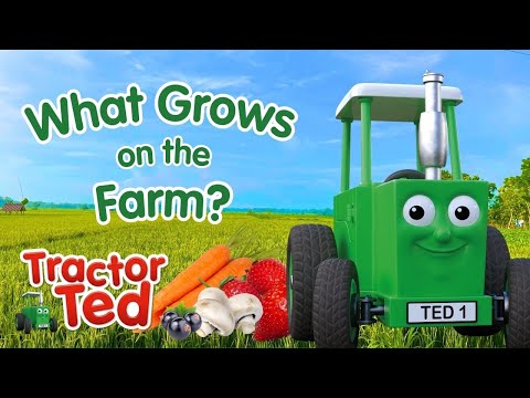 What Grows on the Farm? Explore with Tractor Ted! 🍓🥕 Fruits & Vegetables