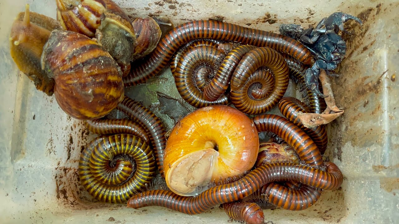 Best Insect Group Caught! Millipede, Snail, Scorpion & More Wild Bugs ...