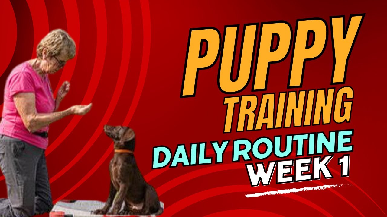 Puppy training week 1: Daily routine - YouTube