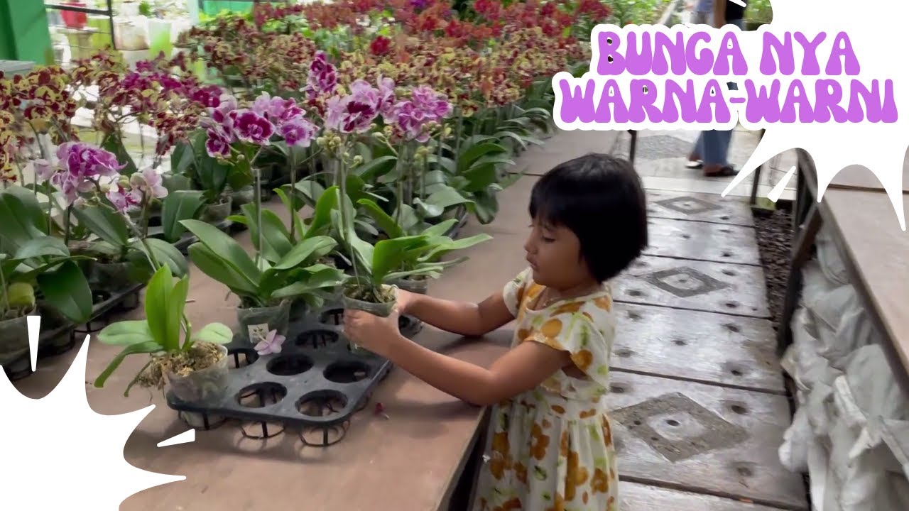 SERUNYA BERBURU BUNGA ANGGREK DI TAMAN ANGGREK RAGUNAN, JAKARTA SELATAN ...