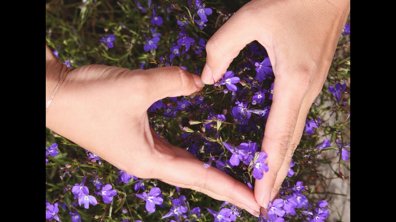 Hati ibarat bunga - YouTube