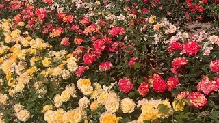 Best Roses from the Best Rose nursery I have seen | Eastcroft roses | Rose Garden Tour