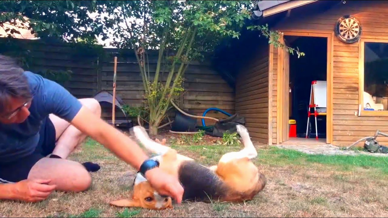 How a cute beagle to learn roll over - YouTube