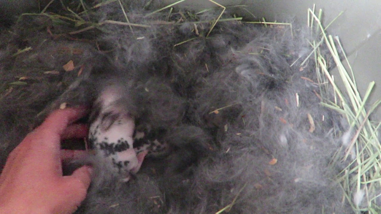 Rex Rabbit kits - about 5 days old - YouTube