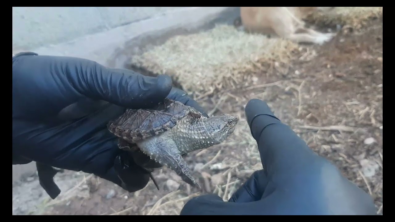 Mi tortuga me mordió! / Mordida tortuga lagarto (Chelydra Serpentina ...