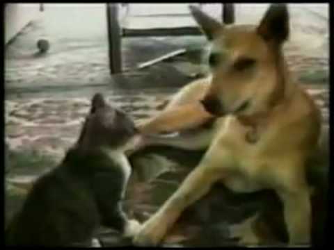 Funny Cats vs Angry dog - YouTube