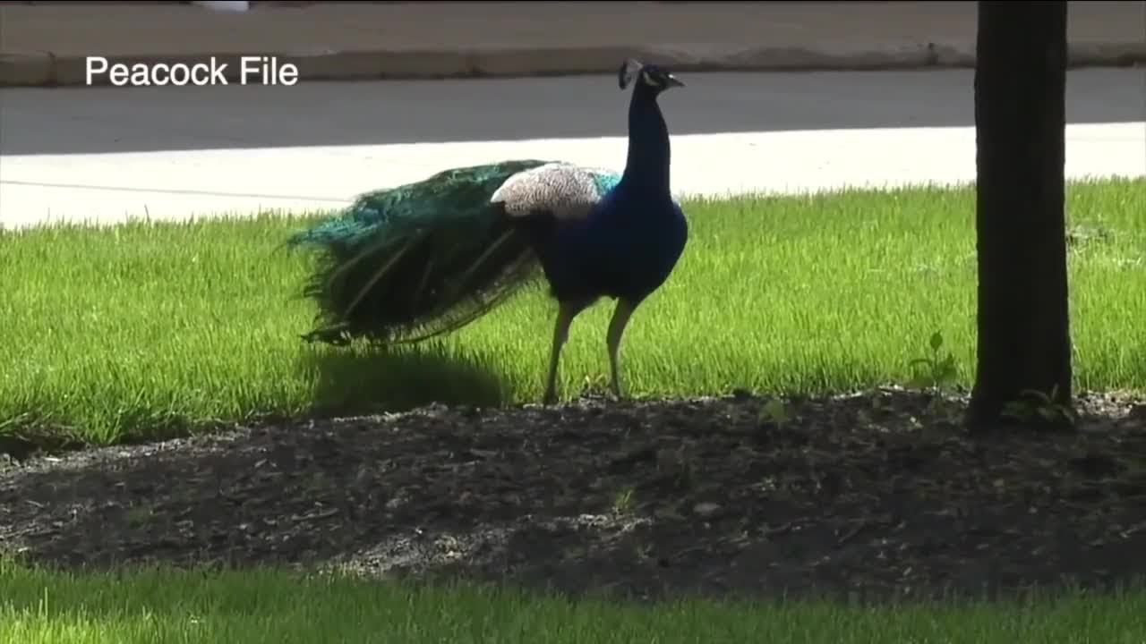 Last missing peacock from Willoughby found safe - YouTube