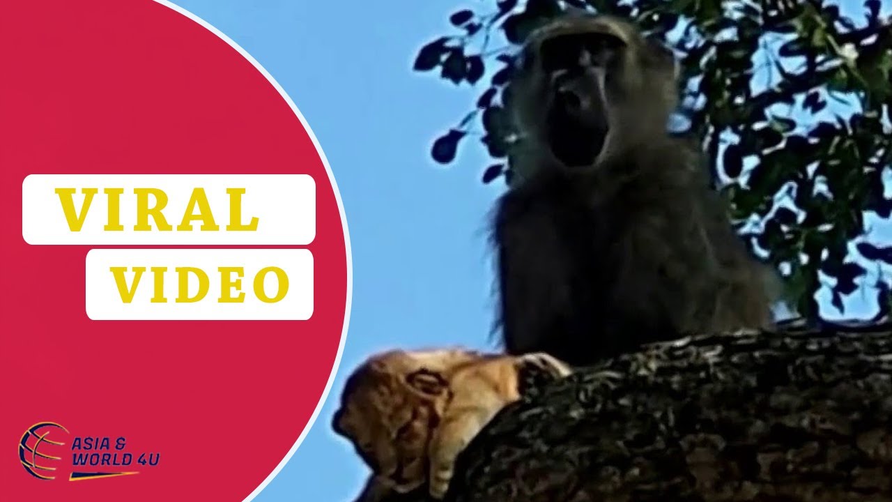 Simba and Rafiki in real life ! (Viral video) - YouTube