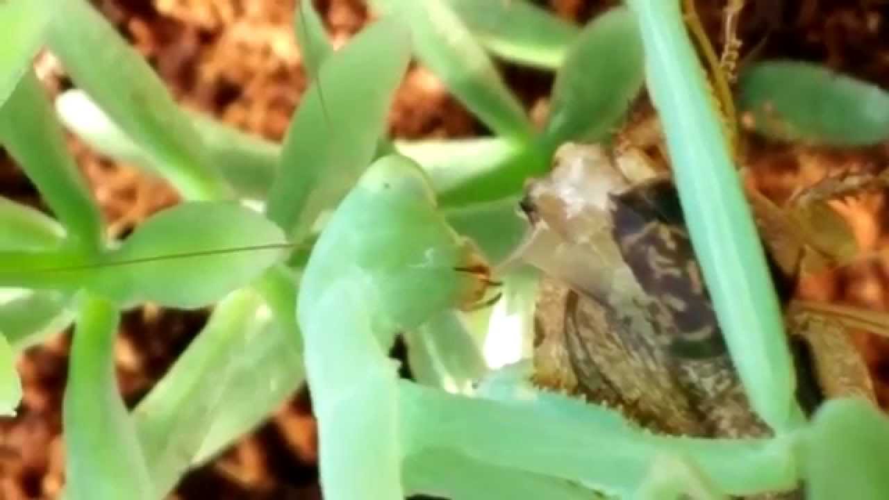 Mantis Miomantis caffra eating Cinereous Cockroach - YouTube