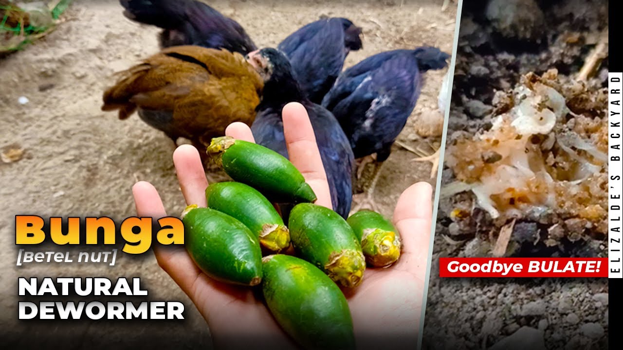 NATURAL DEWORMER for CHICKEN | Paano magDEWORM o magPURGA ng mga Manok ...