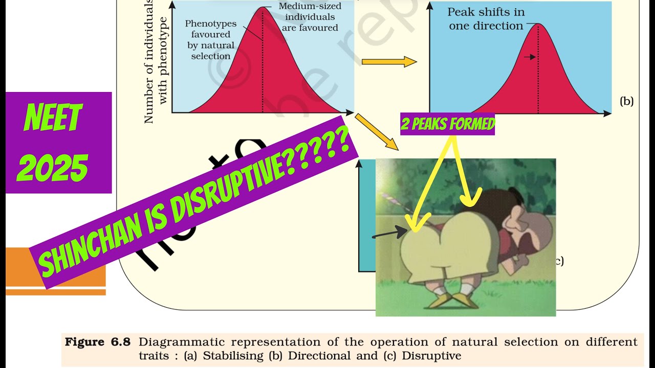 Evolution Pt-2(NCERT Discussion) - YouTube