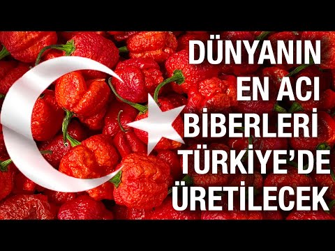 DÜNYANIN EN ACI BİBERİ TÜRKİYEDE YETİŞECEK! Carolina Reaper Türkiye - Orjinal Carolina Reaper Tohumu