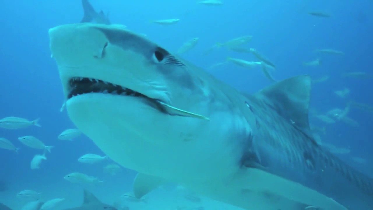 Tiger Sharks - Florida Scuba Divers - YouTube