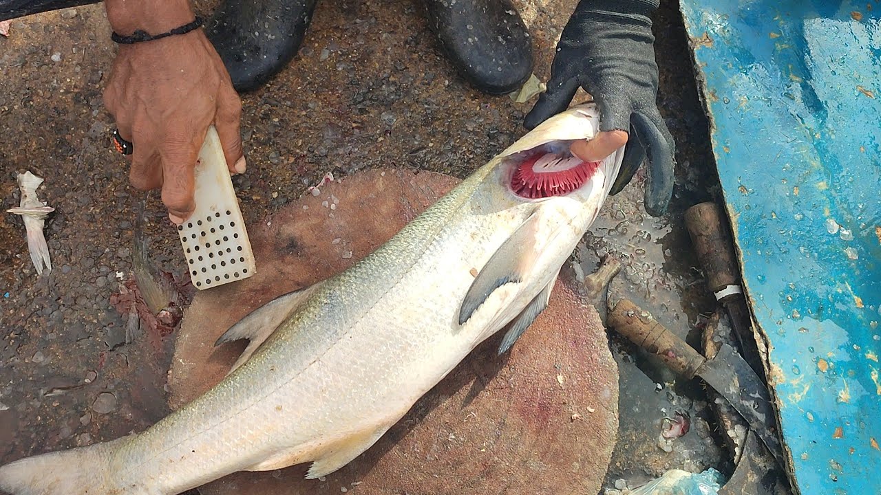 ghesar fish ki iqsam ki pehchan gosht aur price information video/rawas ...