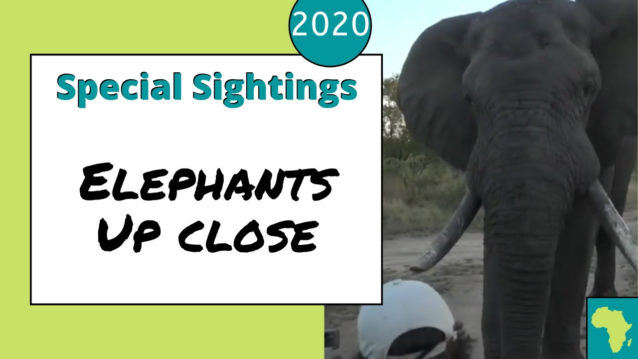 Tristan's close encounter with an elephant bull 17th May 2020 - YouTube