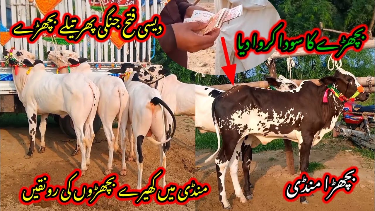 beautiful dhani dasi Miy breed cow calf rates in Talagang Mandi new ...