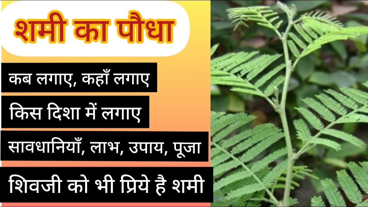 Shami Plant | Prosopis cineraria | All about Shami plant | Lucky Plant ...
