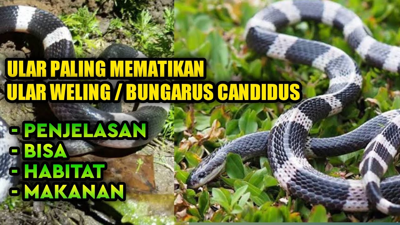 ULAR WELING|Penjelasan menurut artikel|Makanan ular weling dan ...